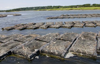 BlueTrace | Digital Shellfish Tags