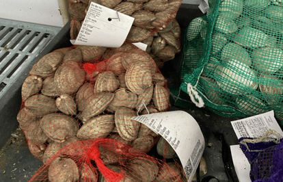 BlueTrace | Digital Shellfish Tags